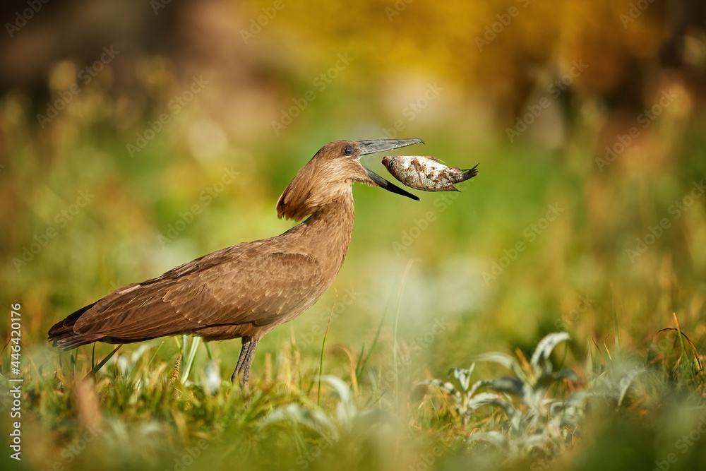 Scopus umbretta, Hamerkop or Hammerhead, with big tilapia fish directly ...