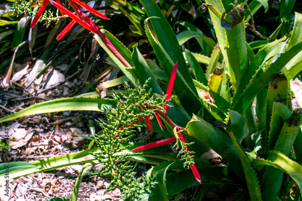 Aechmea bracteata pertenece a la familia Bromeliaceae Stock Photo ...