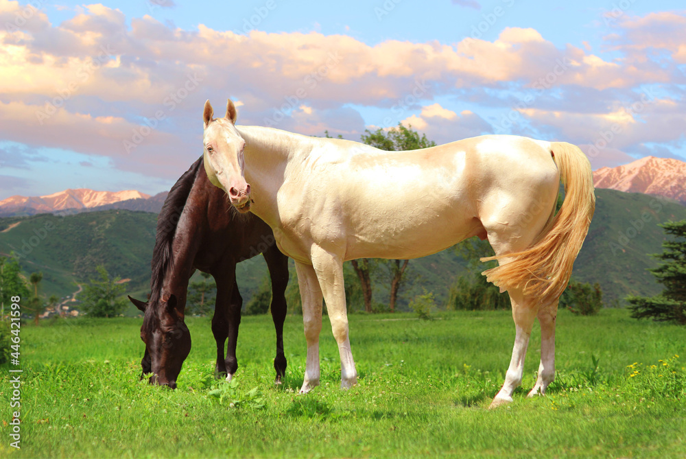 Most Beautiful White Horse In The World