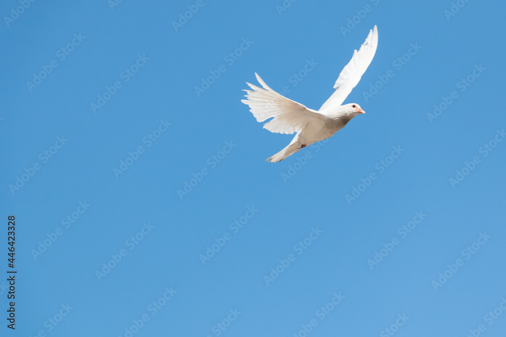 Dove Flying In The Sky