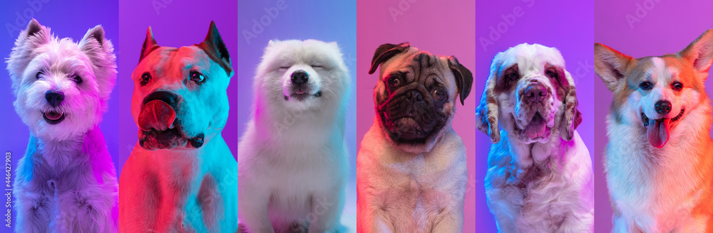 Art collage made of funny dogs different breeds on multicolored studio ...