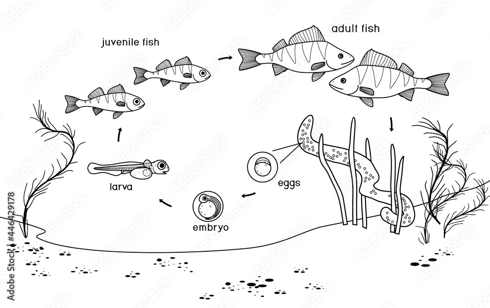 Vettoriale Stock Coloring page with fish life cycle. Sequence of stages ...