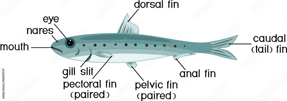 Cartoon fish external anatomy. External structure of abstract sea fish ...