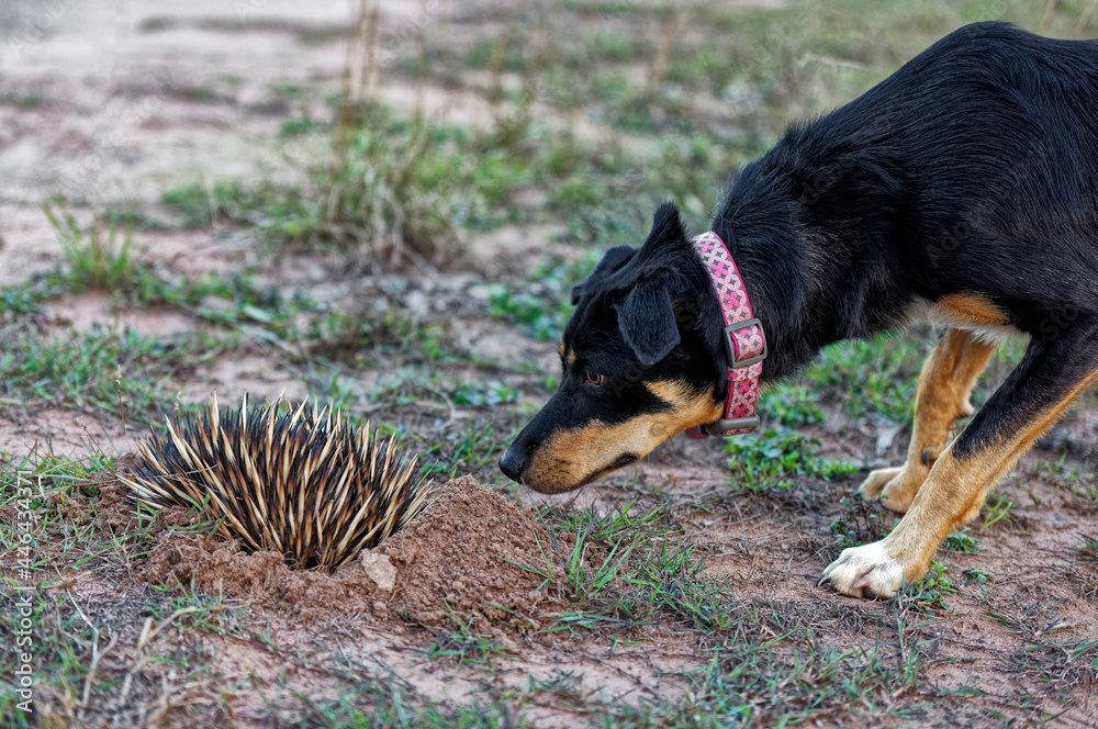 Australian Kelpie watching an Echidna digging into the ground foto de ...
