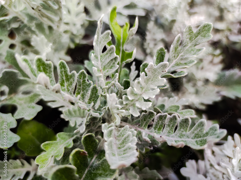 closeup, ornamental, natural, flower, design, abstract background ...