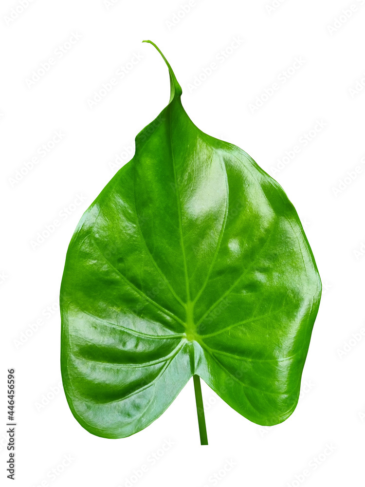 Alocasia Cucullata plant or Buddha’s Palm isolated on white background ...