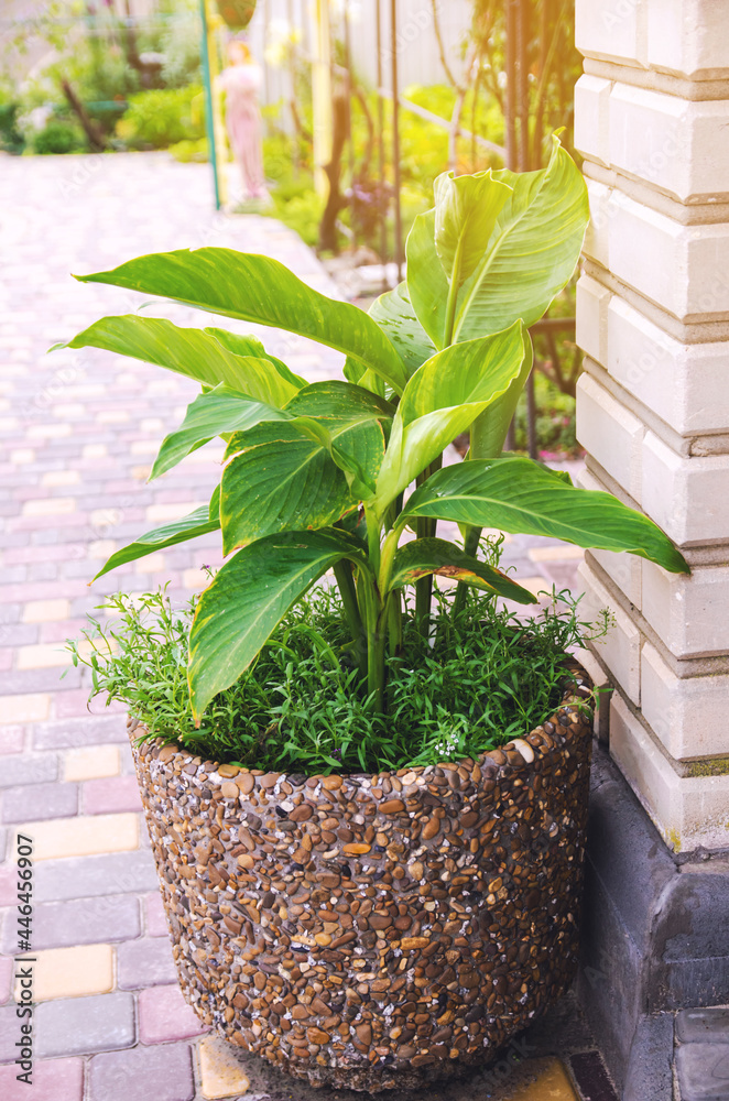 A decorative pot with canna lily and alyssum flowers stands in the ...