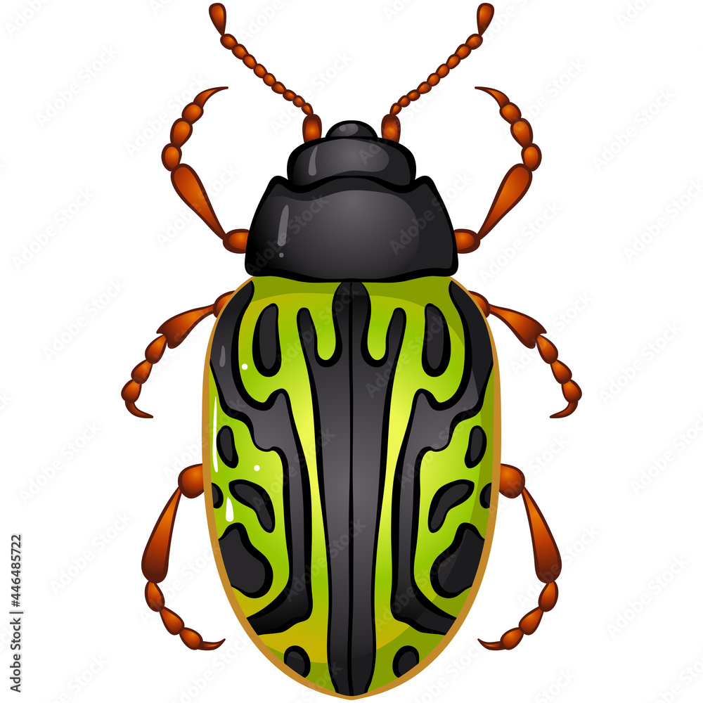 Vector illustration with insect beetle. Set isolated on white ...