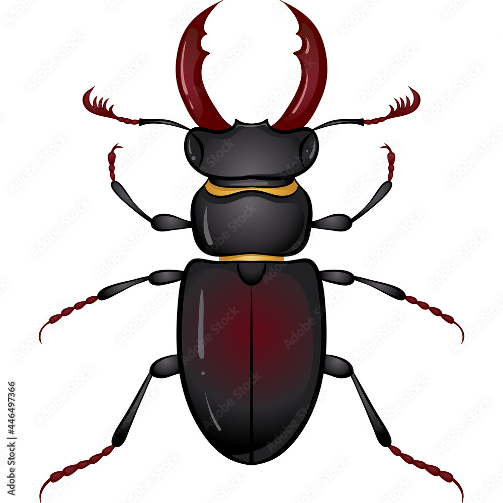 Vector illustration with insect beetle. Set isolated on white ...