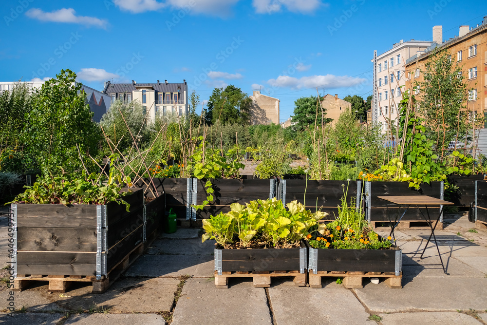 Urban gardening - community garden in center of the city with raised ...