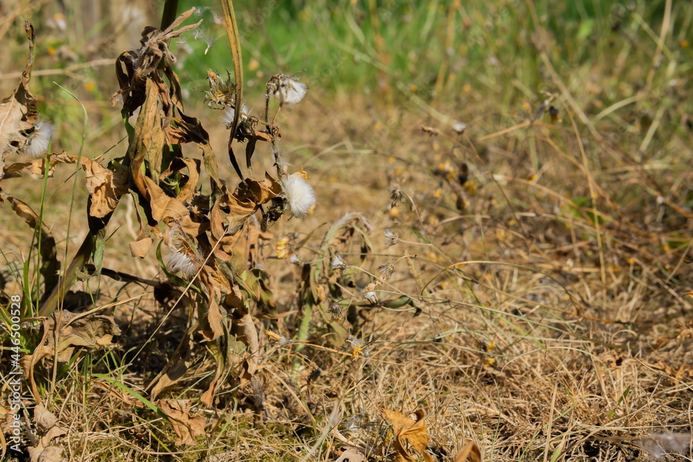 A Destroyed Groundsel Garden Weed, Showing the Dead Head with Leaf and ...