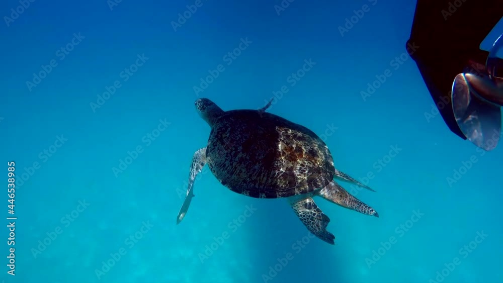 Sea turtle swims under water on the background of coral reefs Redang ...