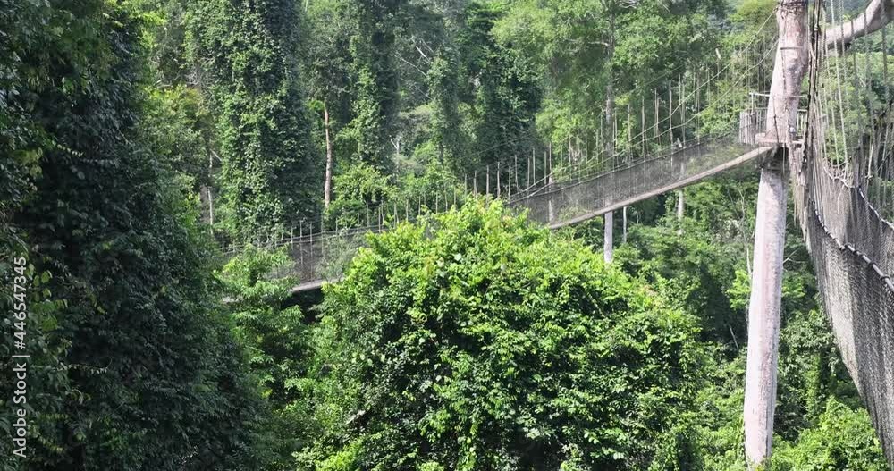 Tropical rainforest rope bridge top of tree canopy. National forest and ...