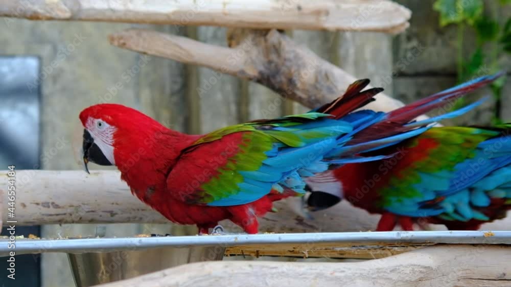 Macaw parrots are eating meals in the zoo , eating macaws, macaws are ...