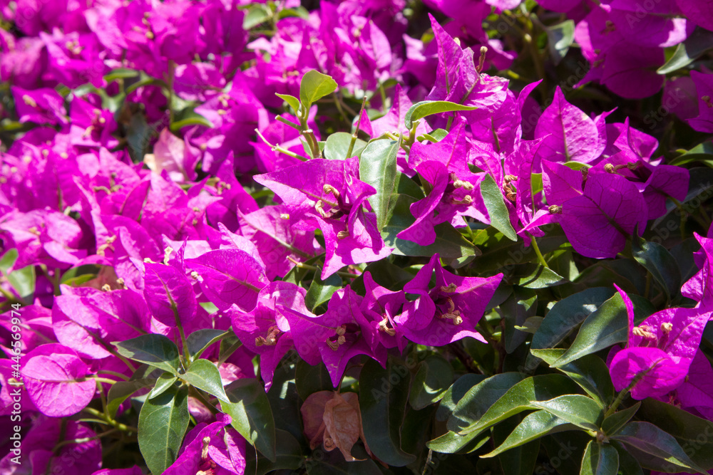Poster Bougainvillea or buganvilla, bugambilia, bouganvilla, pokok ...