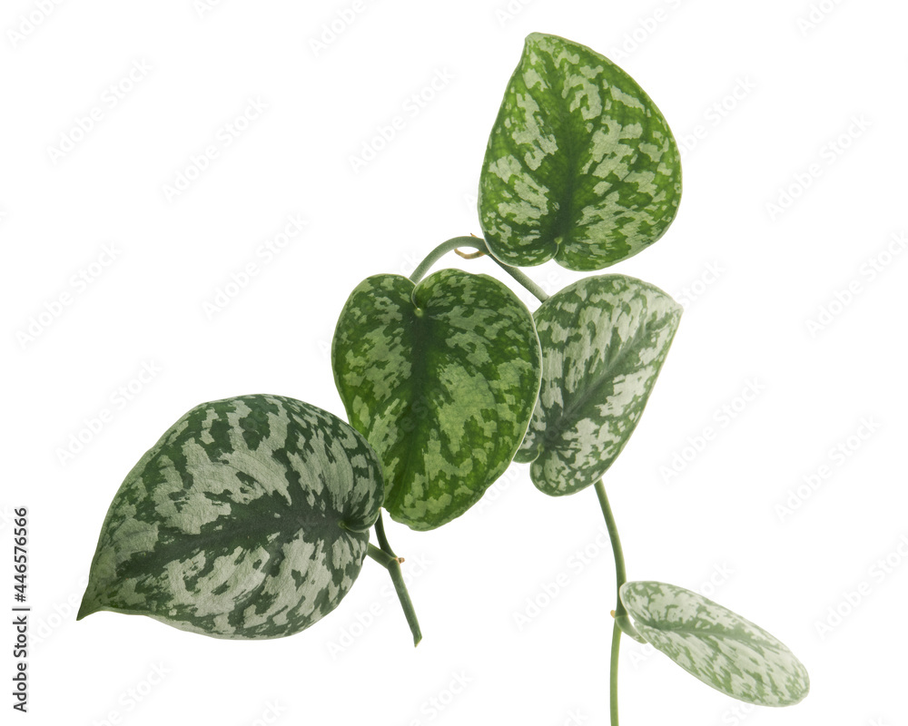 Scindapsus pictus leaves, Satin Pothos plant, Exotic foliage isolated ...