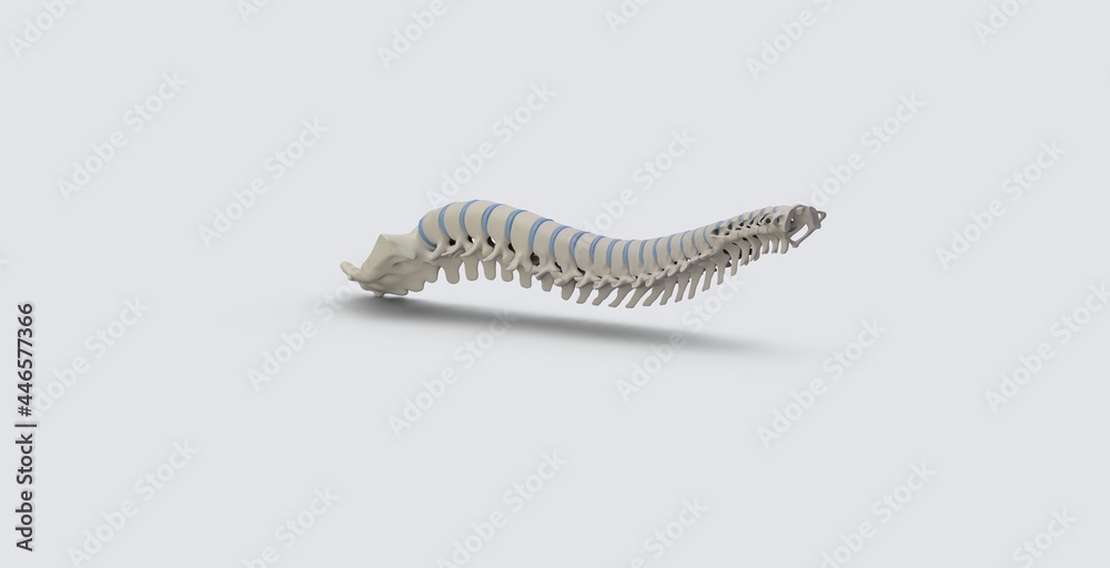 Realistic skeletal human spine and vertebral column or intervertebral ...