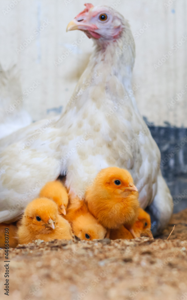 Mother hen with its baby chicken. Adorable baby chicks resting in the ...
