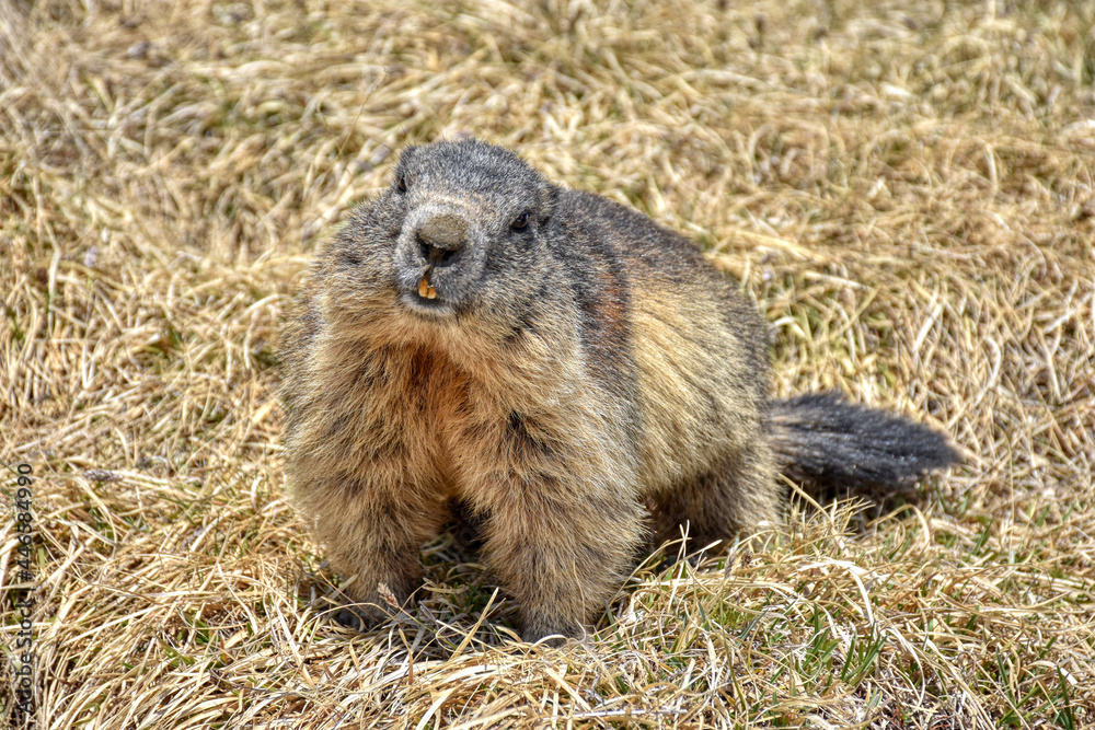 Murmeltier, Murmeltiere, Mankei, Munggen, Nagetier, Erdhörnchen ...