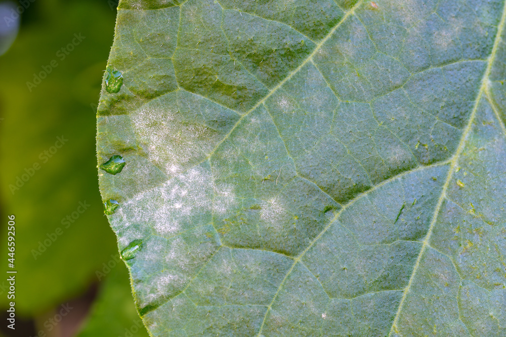 Symptoms of powdery mildew on melon (Sphaerotheca fuliginea) in Japan ...