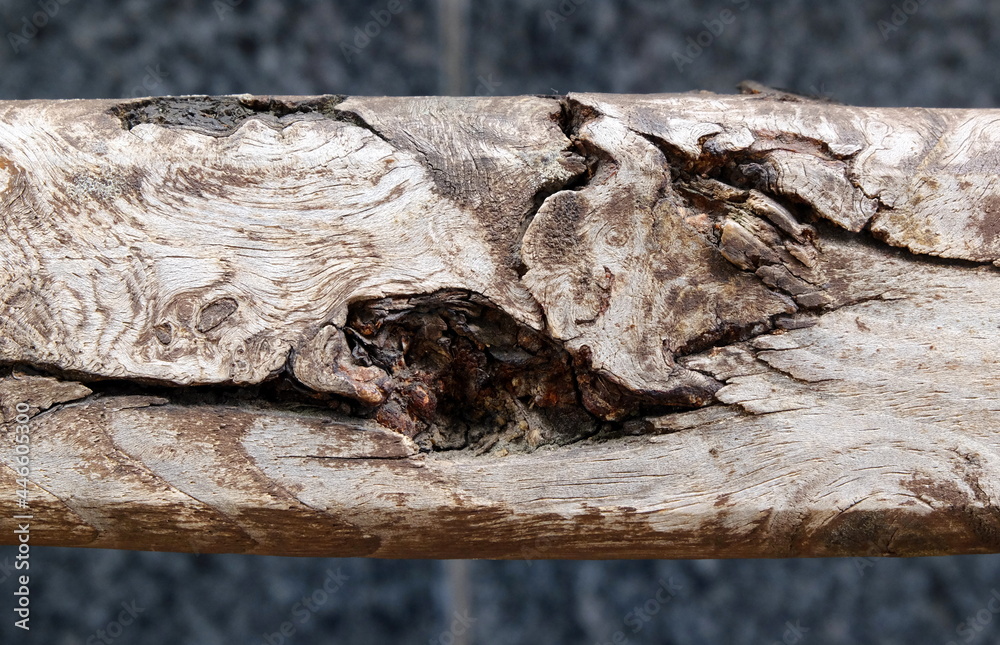 amazingly detailed close-up look of a damaged and dried wood texture ...