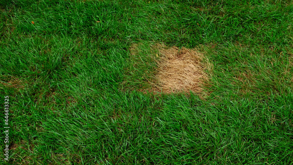 Fotka „Texture of damaged Rolled turf after installation on the ground ...