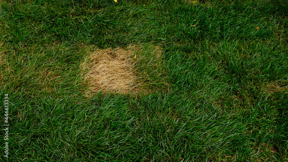Texture of damaged Rolled turf after installation on the ground. Dead ...