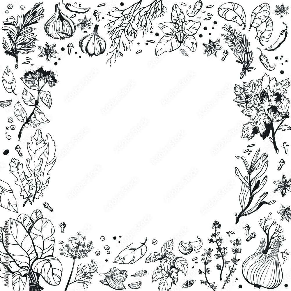 Square frame with herbs and spices. Linear botanical drawing. Vector ...