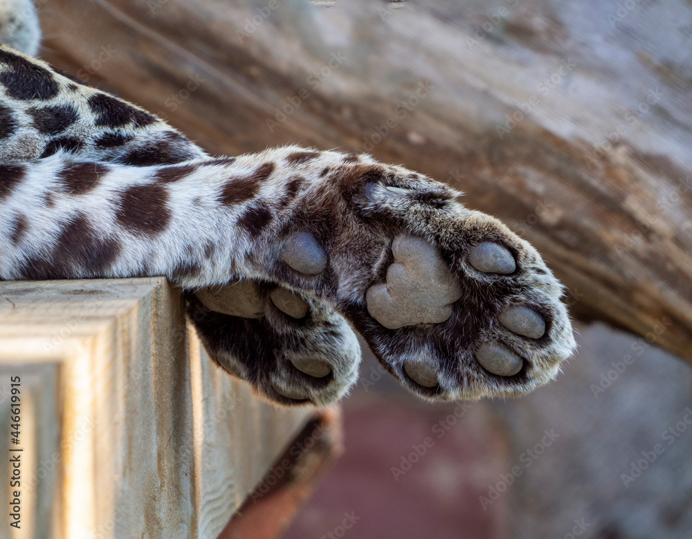 The leopard's front legs are crossed and hang from a wooden couch. The ...