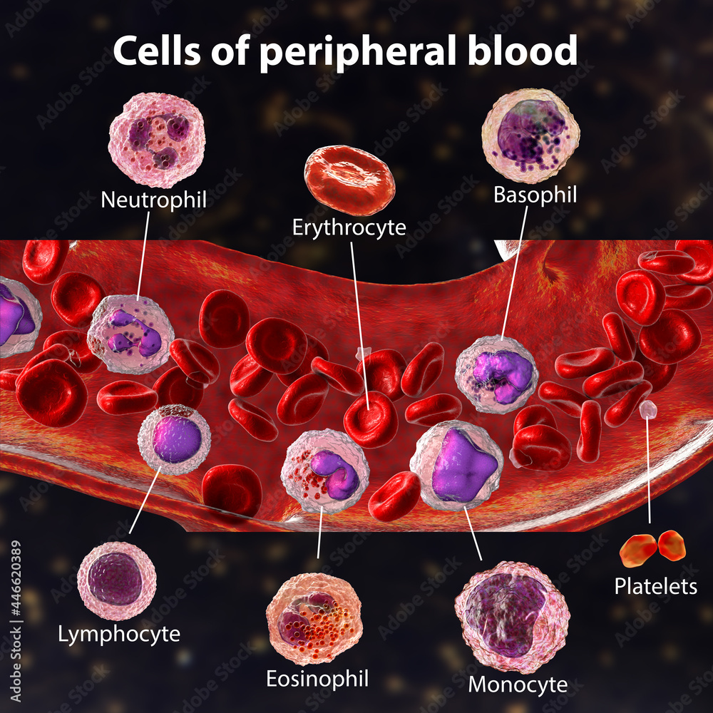Blood flow. 3D illustration showing different types of blood cells ...