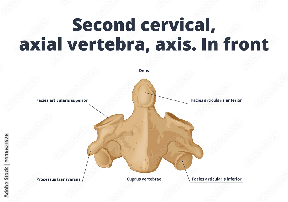 Second cervical, axial vertebra, axis. In front. Human anatomy atlas ...