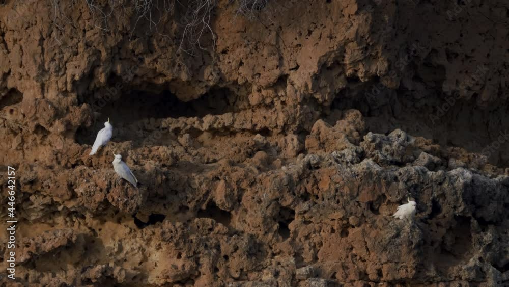 long shot of three sulphur crested cockatoos on a cliff at big bend on ...