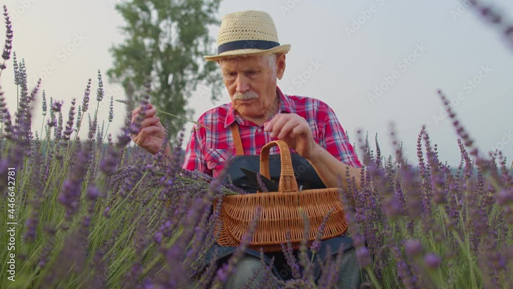 Handsome senior farmer grandfather in organic field growing, gathering ...