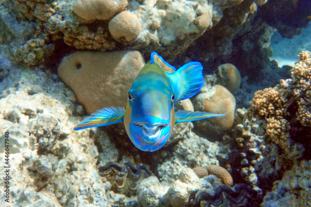 Daisy parrotfish - Chlorurus sordidus, Red Sea Stock Photo | Adobe Stock