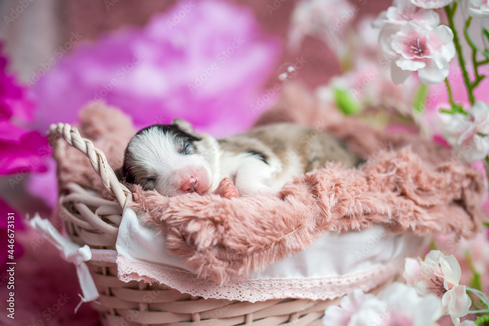 Szczeniak Border Collie na różowym kocyku w koszyku. Słodkie, urocze ...
