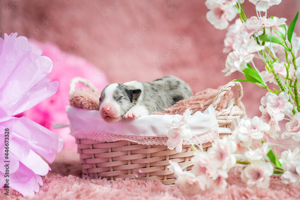 Szczeniak Border Collie na różowym kocyku w koszyku. Słodkie, urocze ...