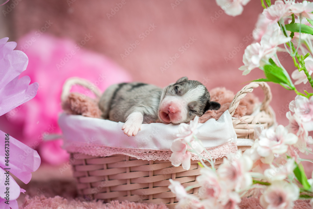 Szczeniak Border Collie na różowym kocyku w koszyku. Słodkie, urocze ...
