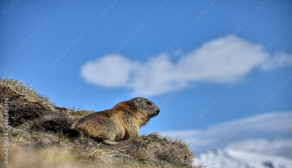Murmeltier, Bau, Höhle, herauslugen, herausklettern, Murmeltiere ...