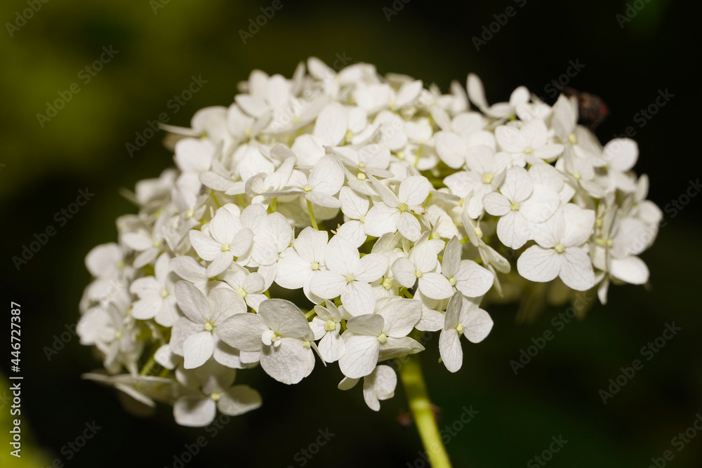 Fototapeta Hydrangea arborescens Annabelle. Smooth Hydrangea 'Annabelle ... Fototapeta Hydrangea arborescens Annabelle. Smooth Hydrangea 'Annabelle ...