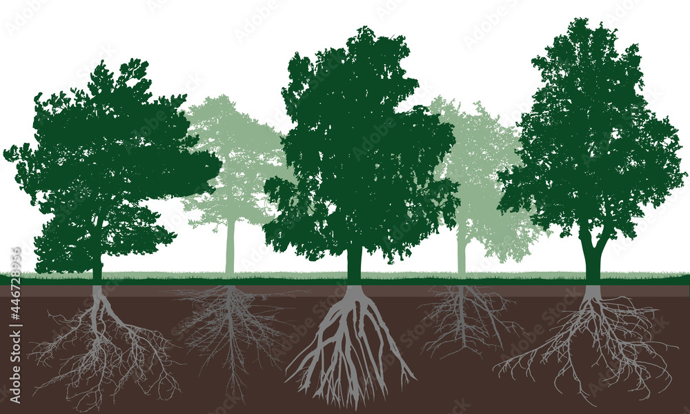 Silhouette of different deciduous trees with green crown and root ...