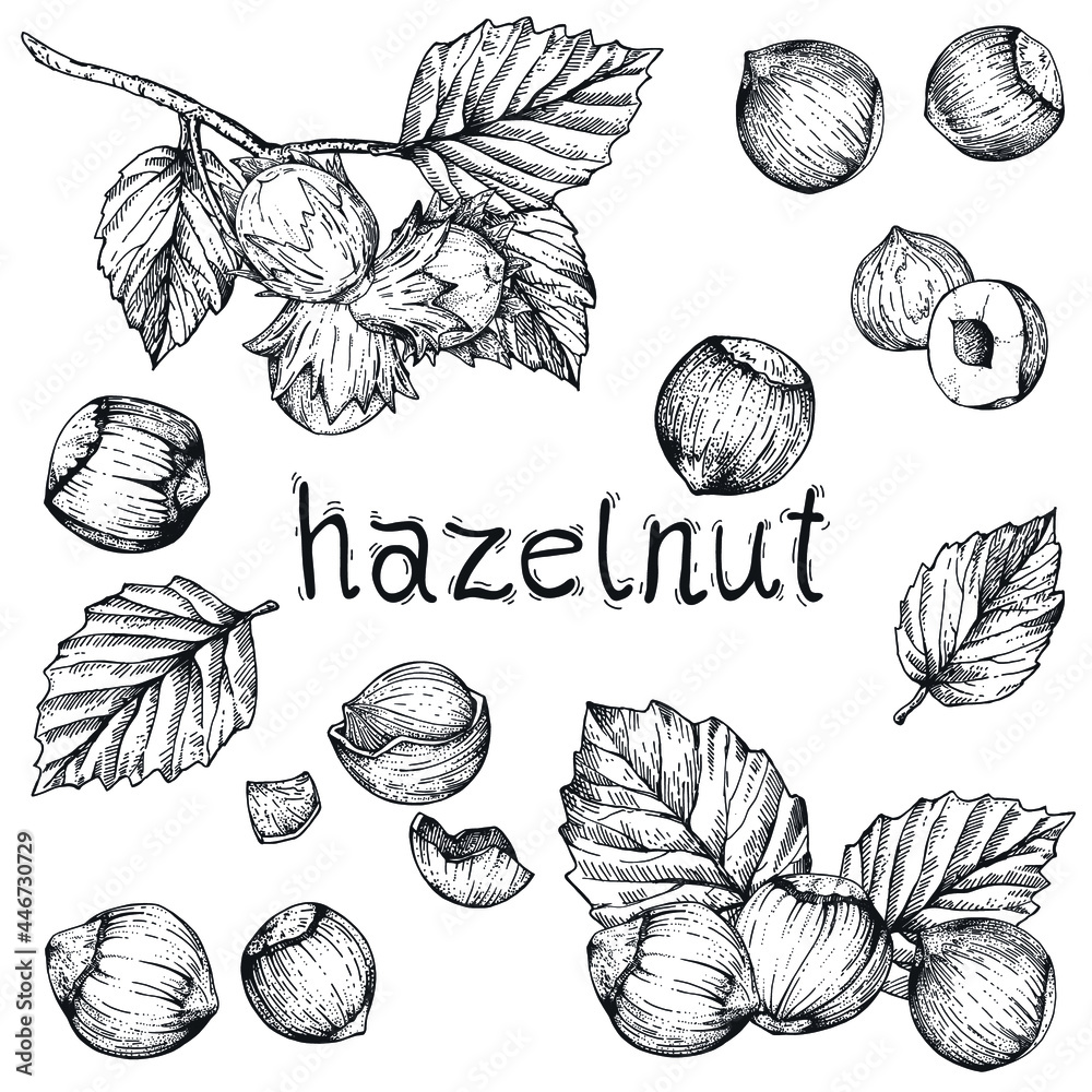 Vector collection with hazelnuts. Hand-drawn sketches with nuts on a ...