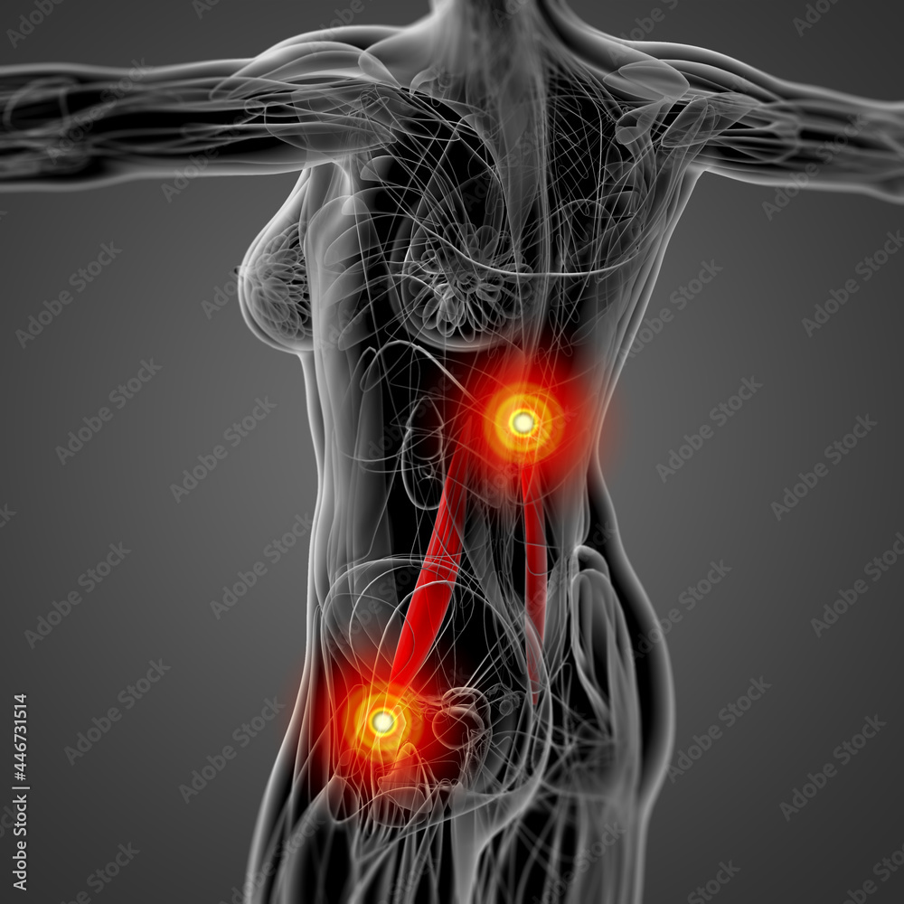 Plakát medical illustration of the psoas major – Obraz na Zeď | Posters.cz