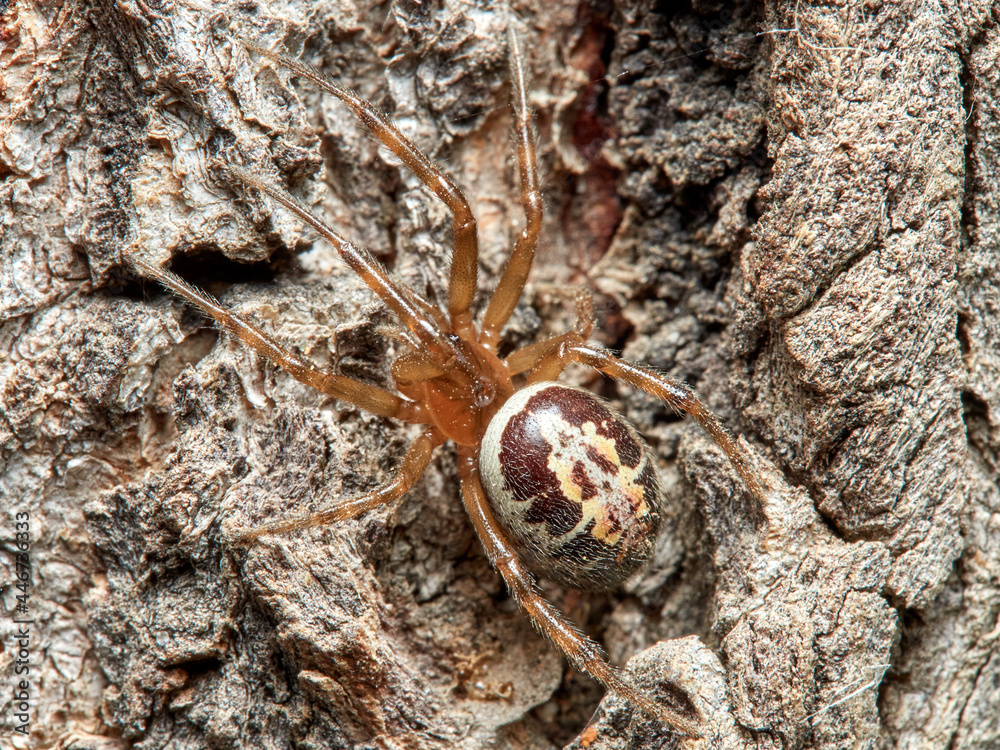 Steatoda Spider