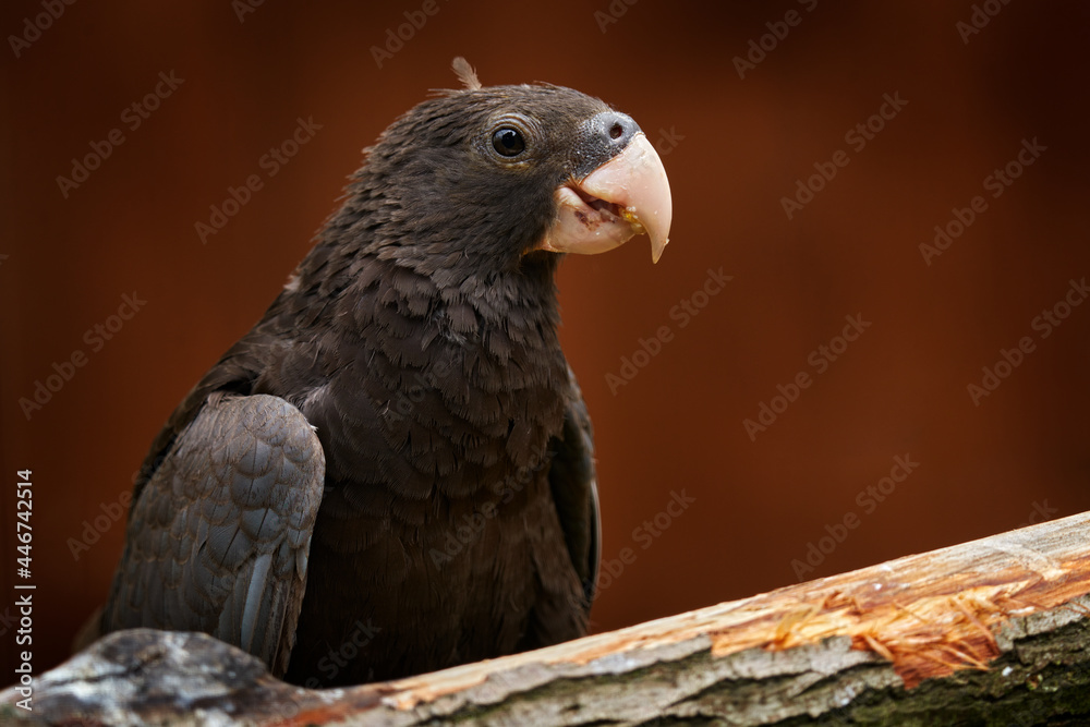 Vasa with big bill. Greater vasa parrot, coracopsis vasa, grey bird ...