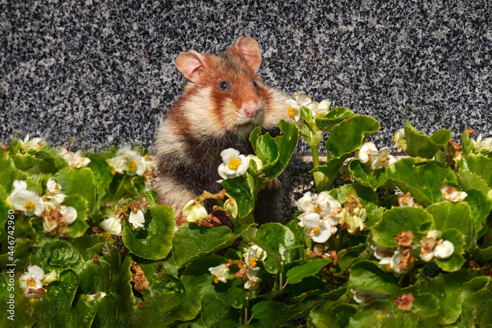 European hamster, Cricetus cricetus, in white flower bloom, Vienna ...