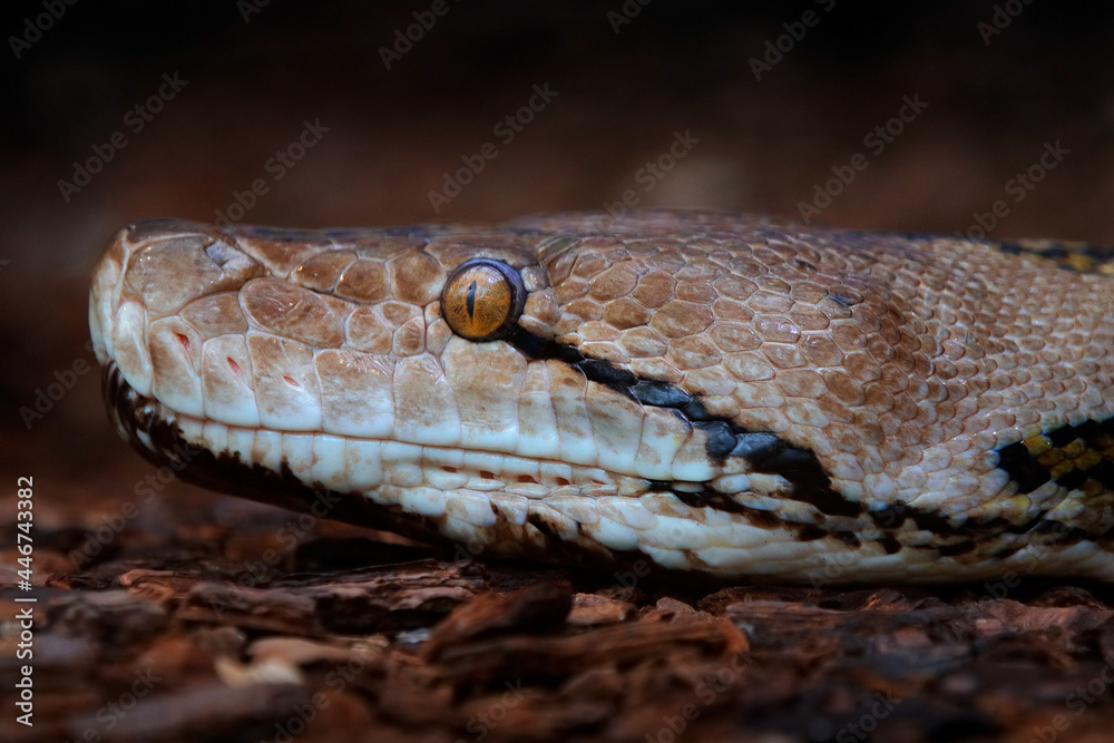 Snake portrait, reticulated python, Malayopython reticulatus, in the ...