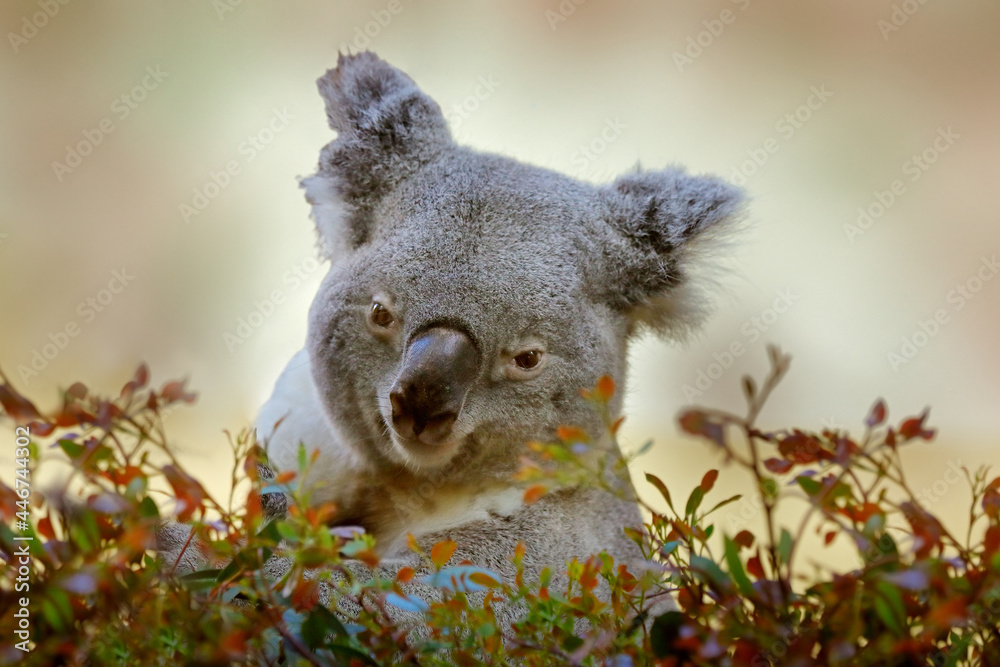 Koala bear, Phascolarctos cinereus, in the nature red tree habitat ...