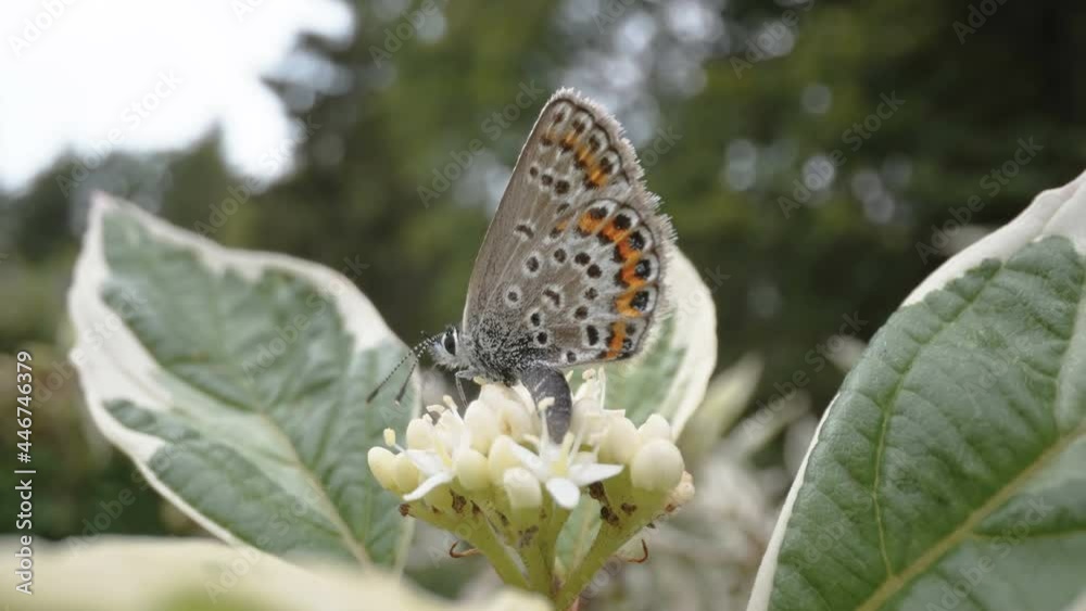 A white flower with the Idas blue butterfly also known as northern blue ...