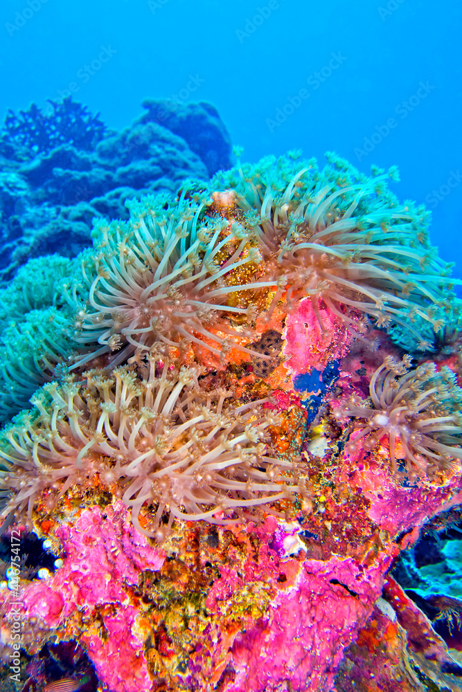 Stony Coral, Branching Coral, Reef Building Coral, Coral Reef, Bunaken ...