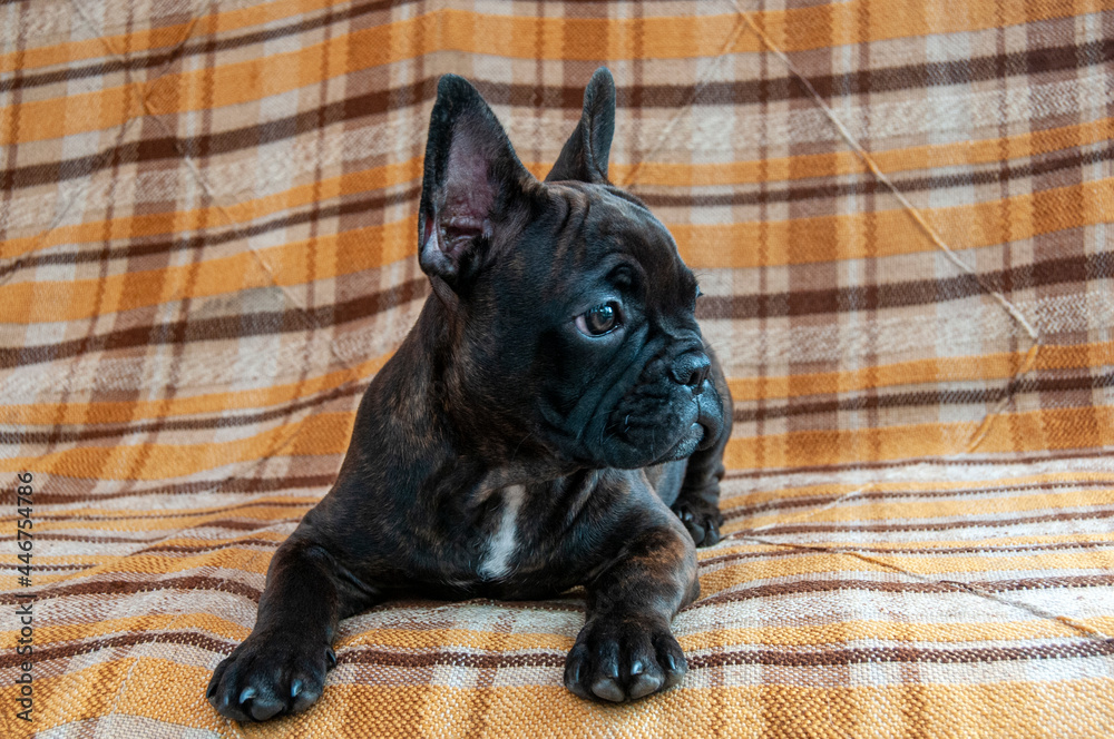 Poster A cute puppy is lying on his stomach. Funny French Bulldog puppy ...